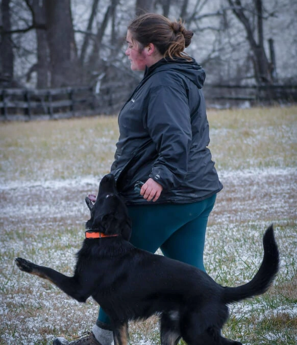 Professional Dog Training Camp in Virginia - Controlled K9